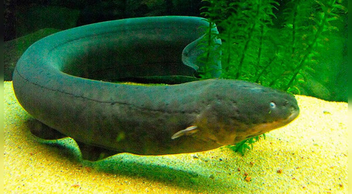 The Fascinating Life of the Electric Eel: Secrets Revealed - Seafood ...