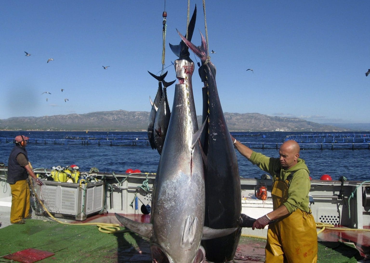 Bluefin Tuna: Discover why this species is highly prized in gastronomy ...