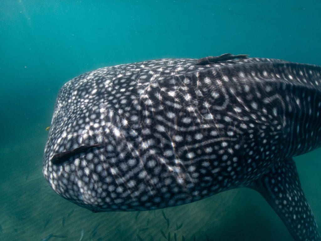 The whale shark: discover the largest fish in the world and its feeding ...