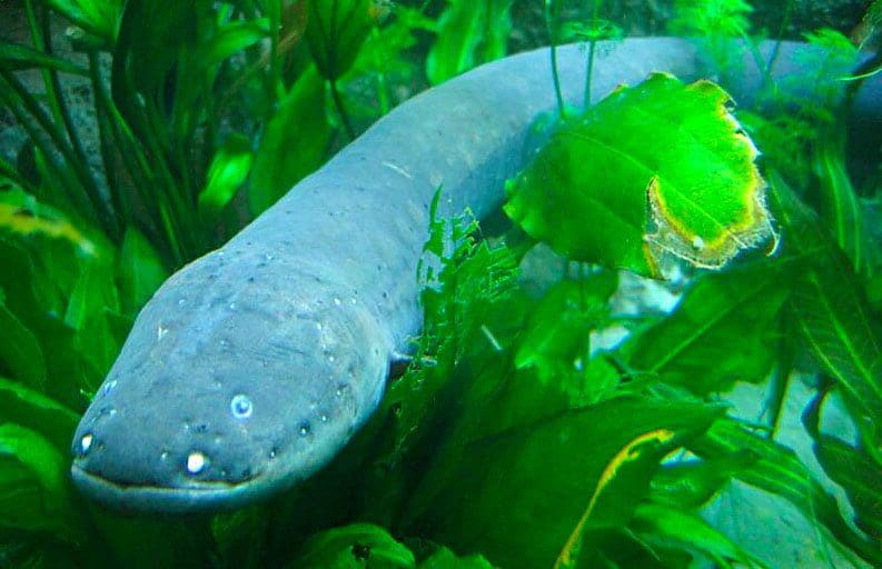 The Fascinating Life of the Electric Eel: Secrets Revealed - Seafood ...