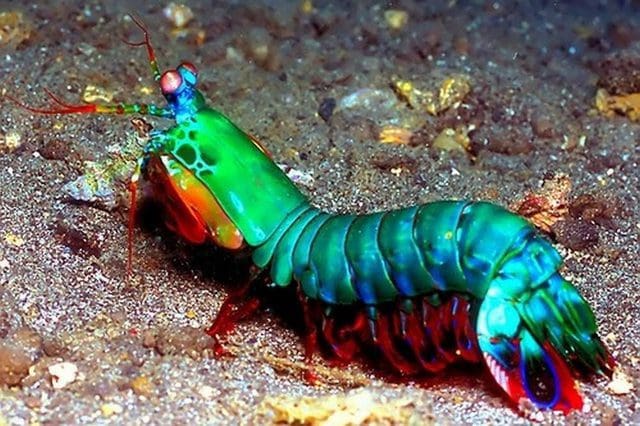 The mantis shrimp: discover their hunting abilities and how they are ...