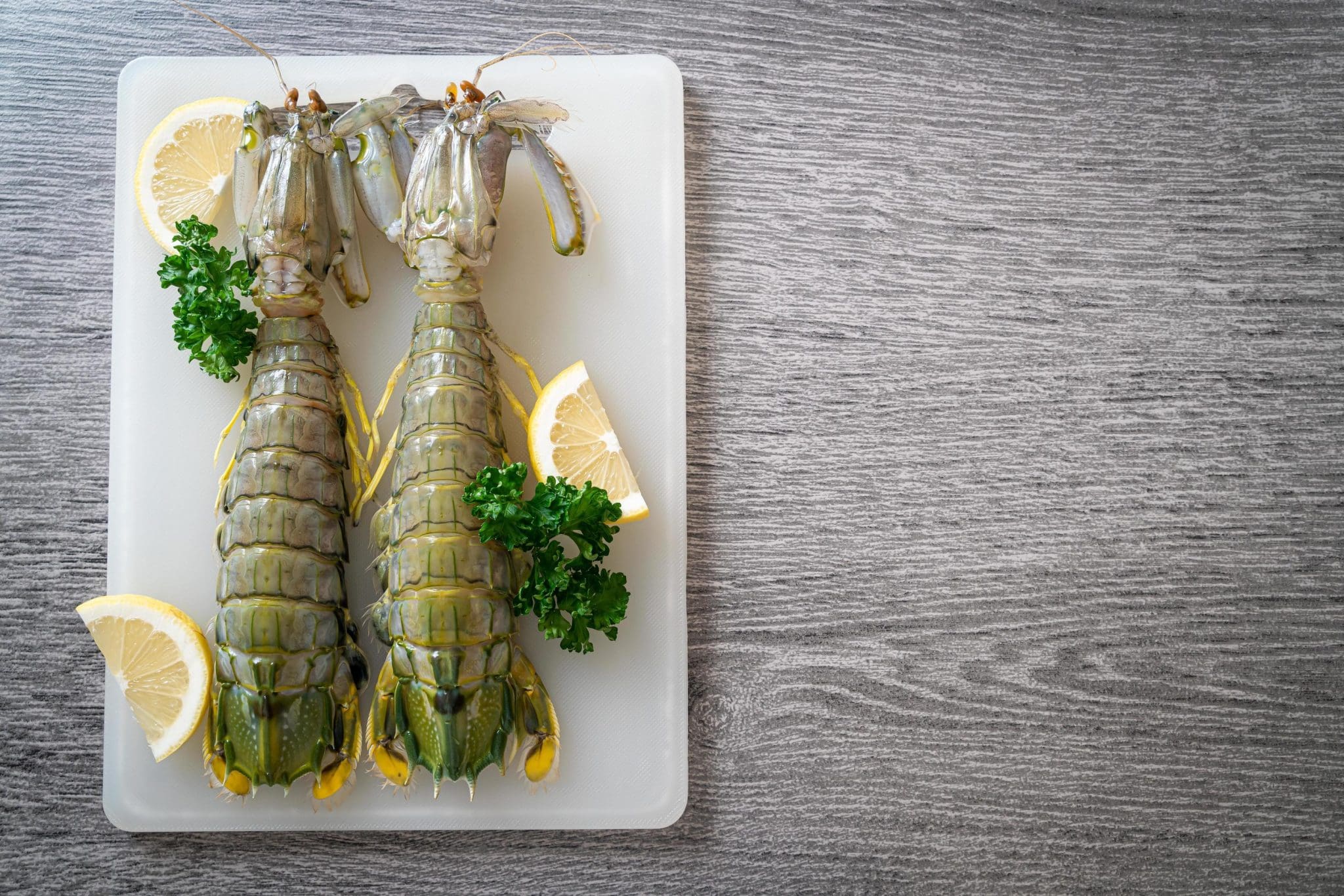 The mantis shrimp: discover their hunting abilities and how they are ...