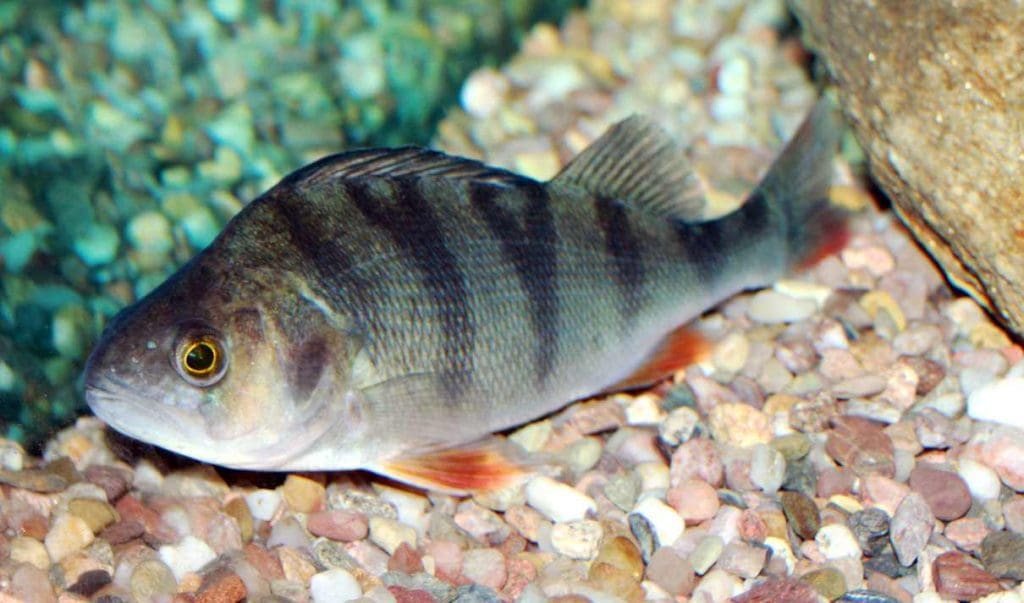 Delicious Recipes with Perch Fish. - Seafood Peddler