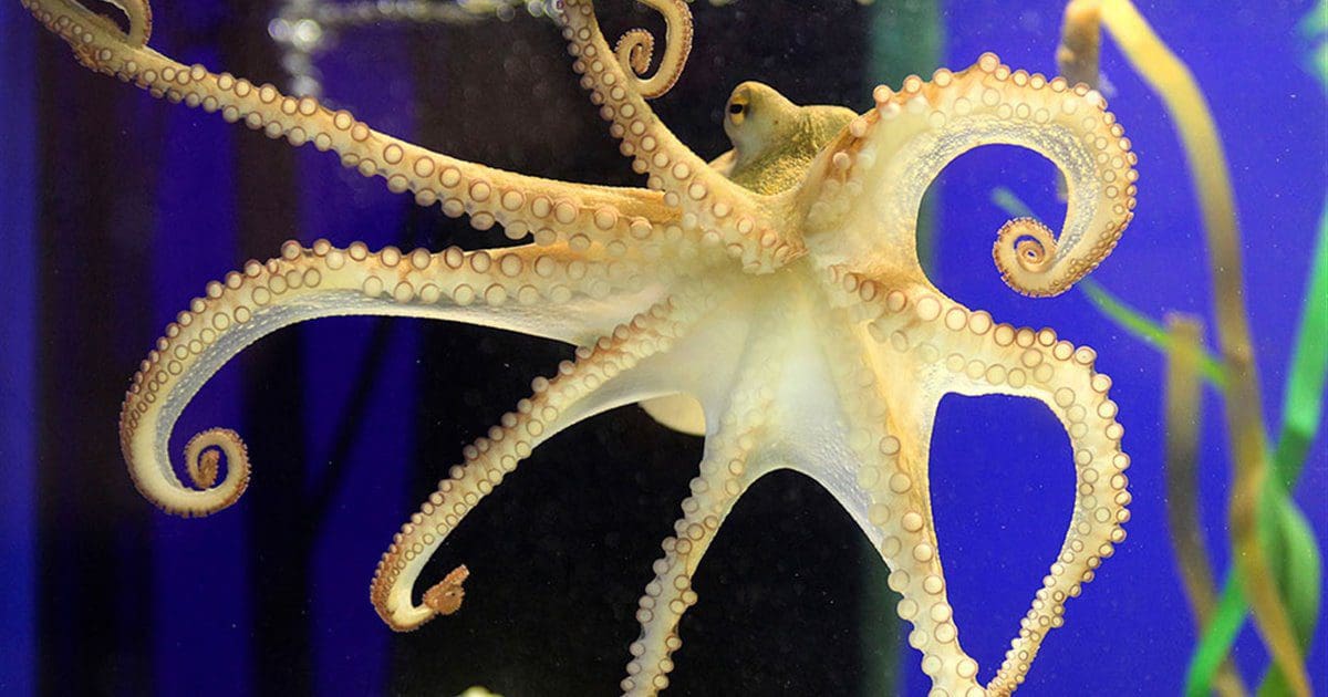 Octopus: Explore their camouflage abilities and astonishing ...