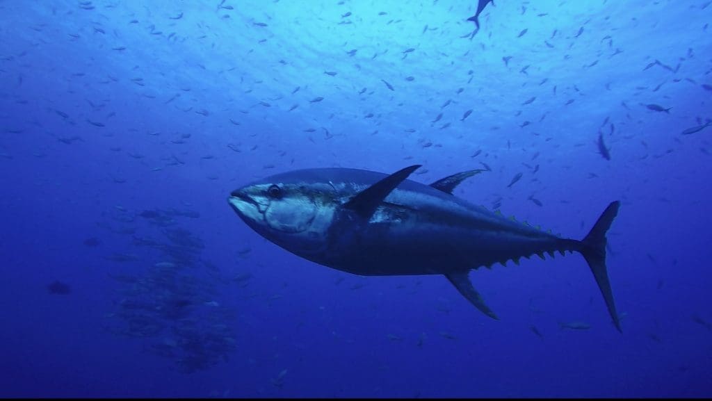 Bluefin Tuna: Discover why this species is highly prized in gastronomy ...