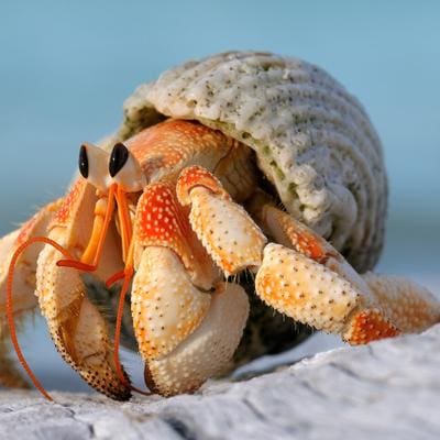 Hermit Crabs: Learn About Their Peculiar Way of Protection. - Seafood ...