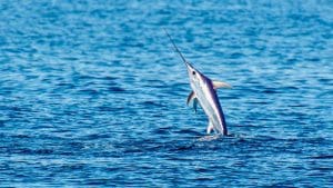 The Swordfish: Hazards and Conservation Measures. - Seafood Peddler