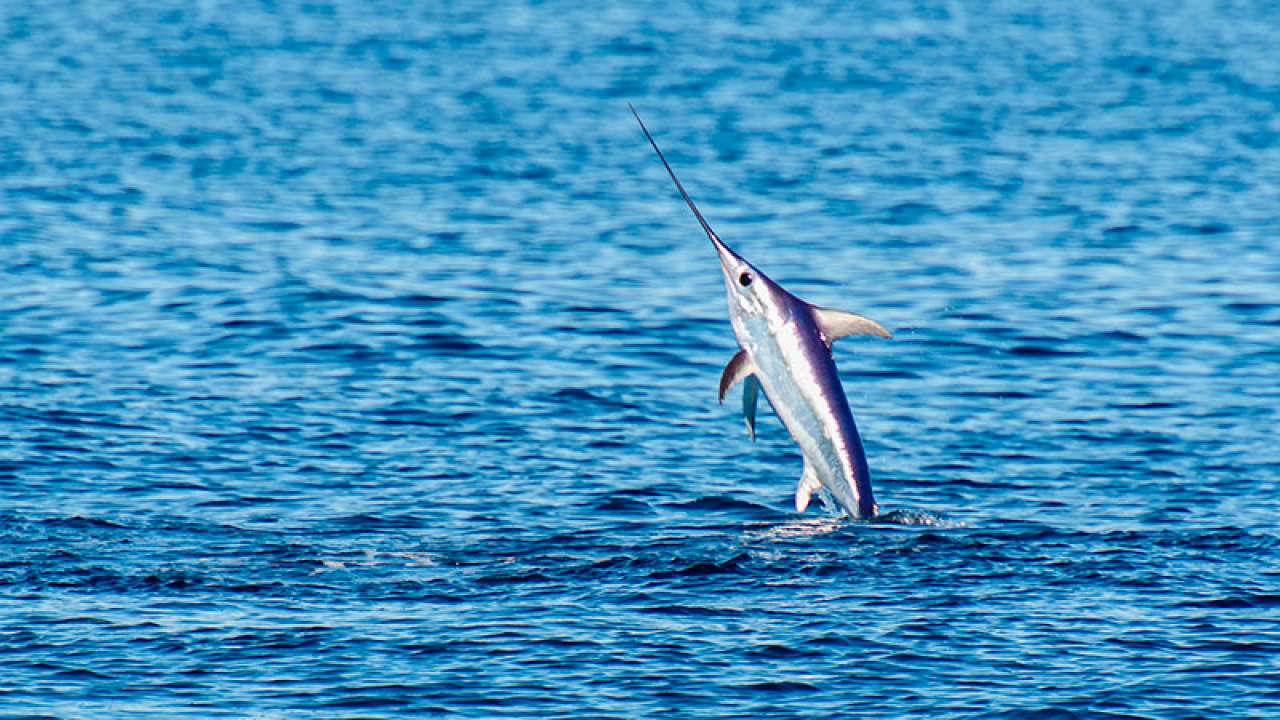The Swordfish: Hazards and Conservation Measures. - Seafood Peddler