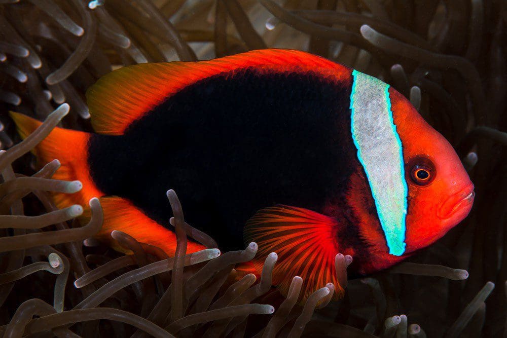 The Clownfish: Discover the Fascinating Symbiotic Relationship Between ...