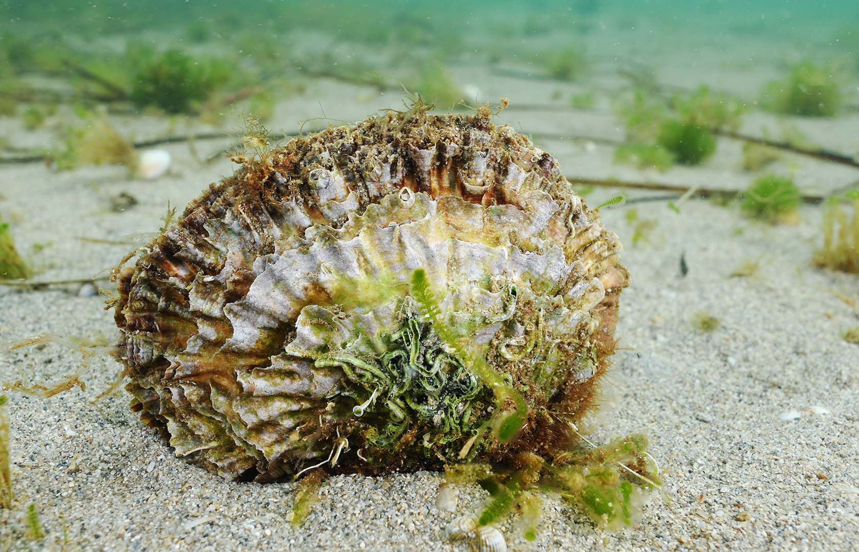 The oyster: learn about its cultivation process and how it is prepared ...