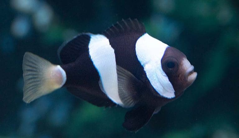 The Clownfish: Discover the Fascinating Symbiotic Relationship Between ...