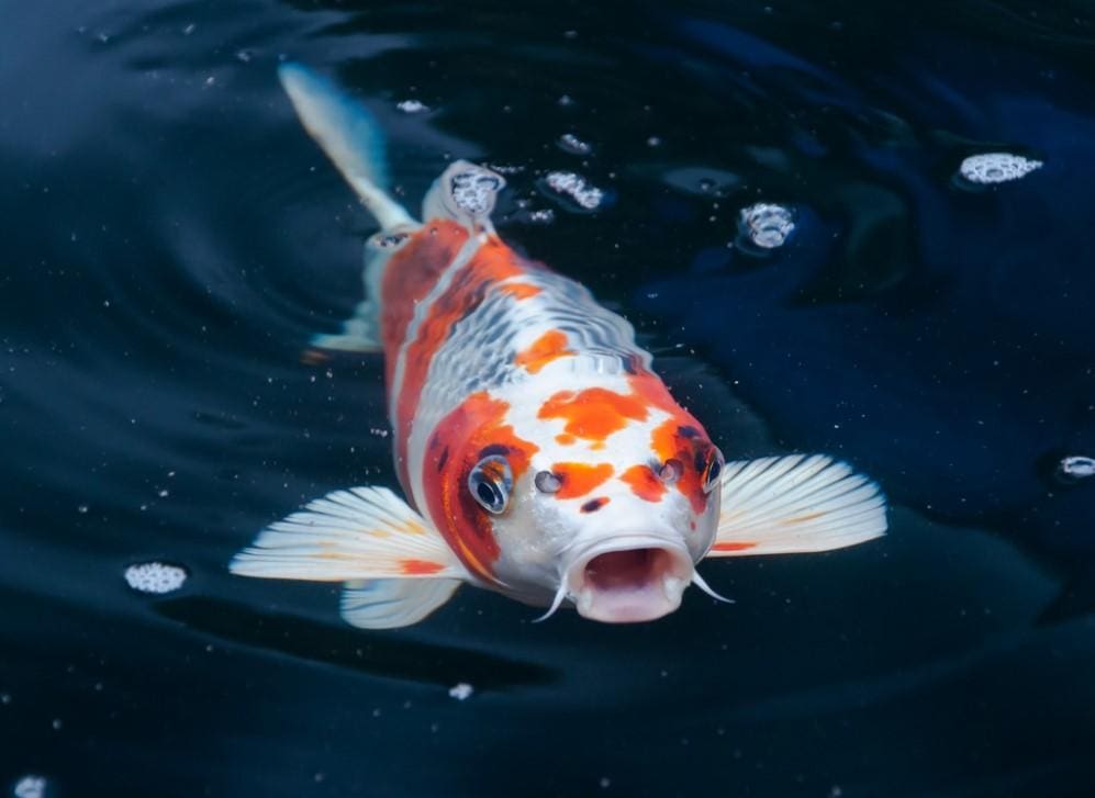 How do fish breathe underwater?. - Seafood Peddler