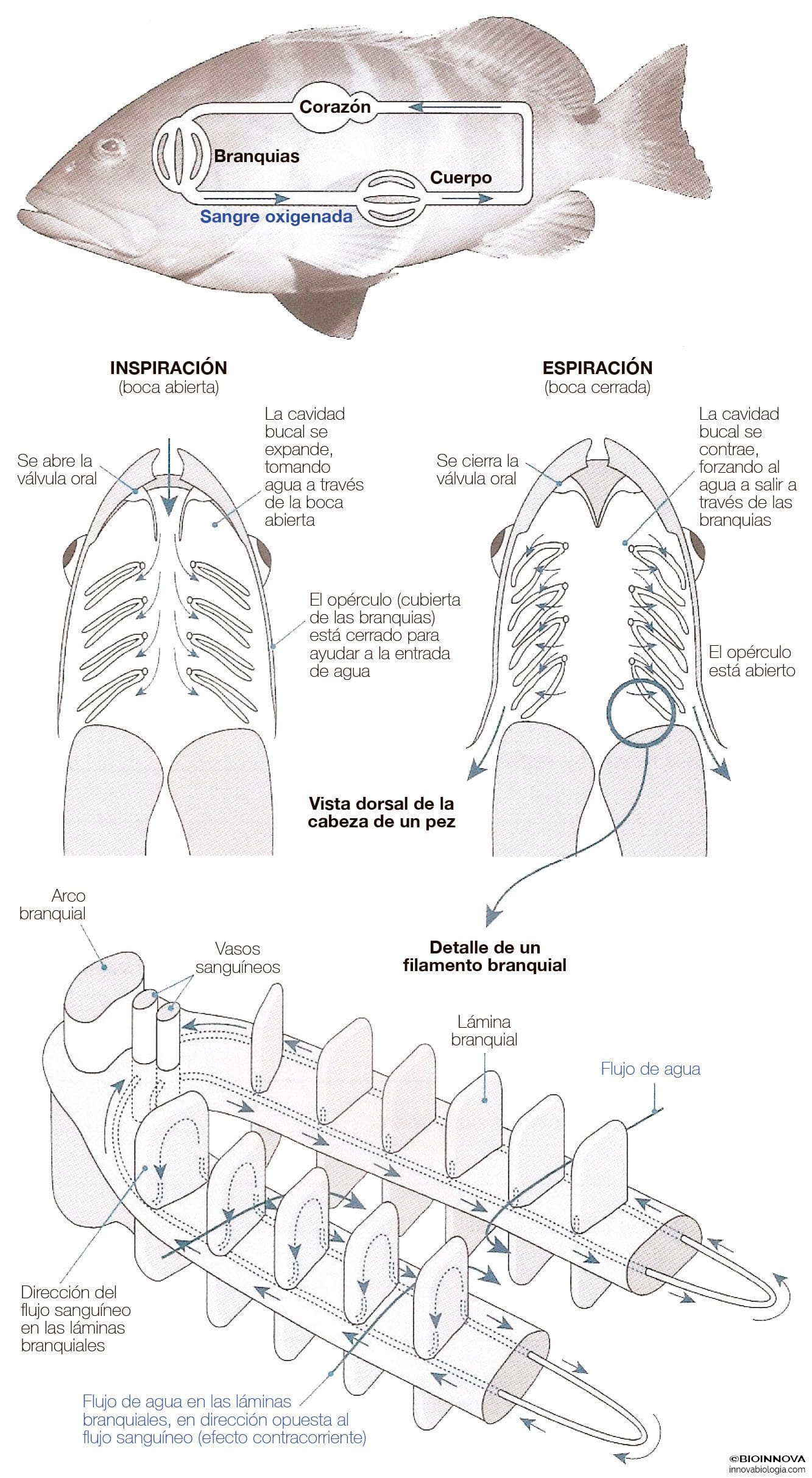 How do fish breathe underwater?. - Seafood Peddler