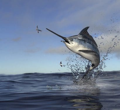 Swordfish: Discover Its Astonishing Speed and Hunting Abilities ...