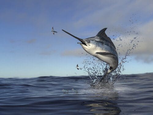 Swordfish: Discover Its Astonishing Speed and Hunting Abilities ...