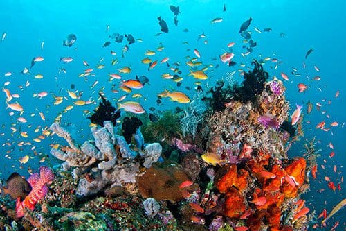 Where can you find the most colorful coral reefs in the world ...