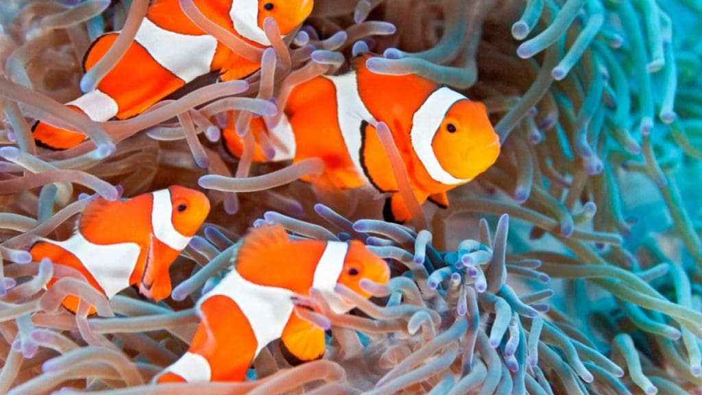 how do clownfish protect themselves in coral reefs? - Seafood Peddler