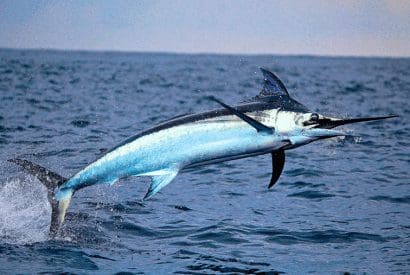 The Swordfish: Hazards and Conservation Measures. - Seafood Peddler