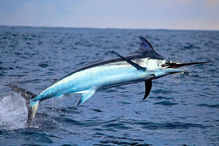 The Swordfish: Hazards and Conservation Measures. - Seafood Peddler