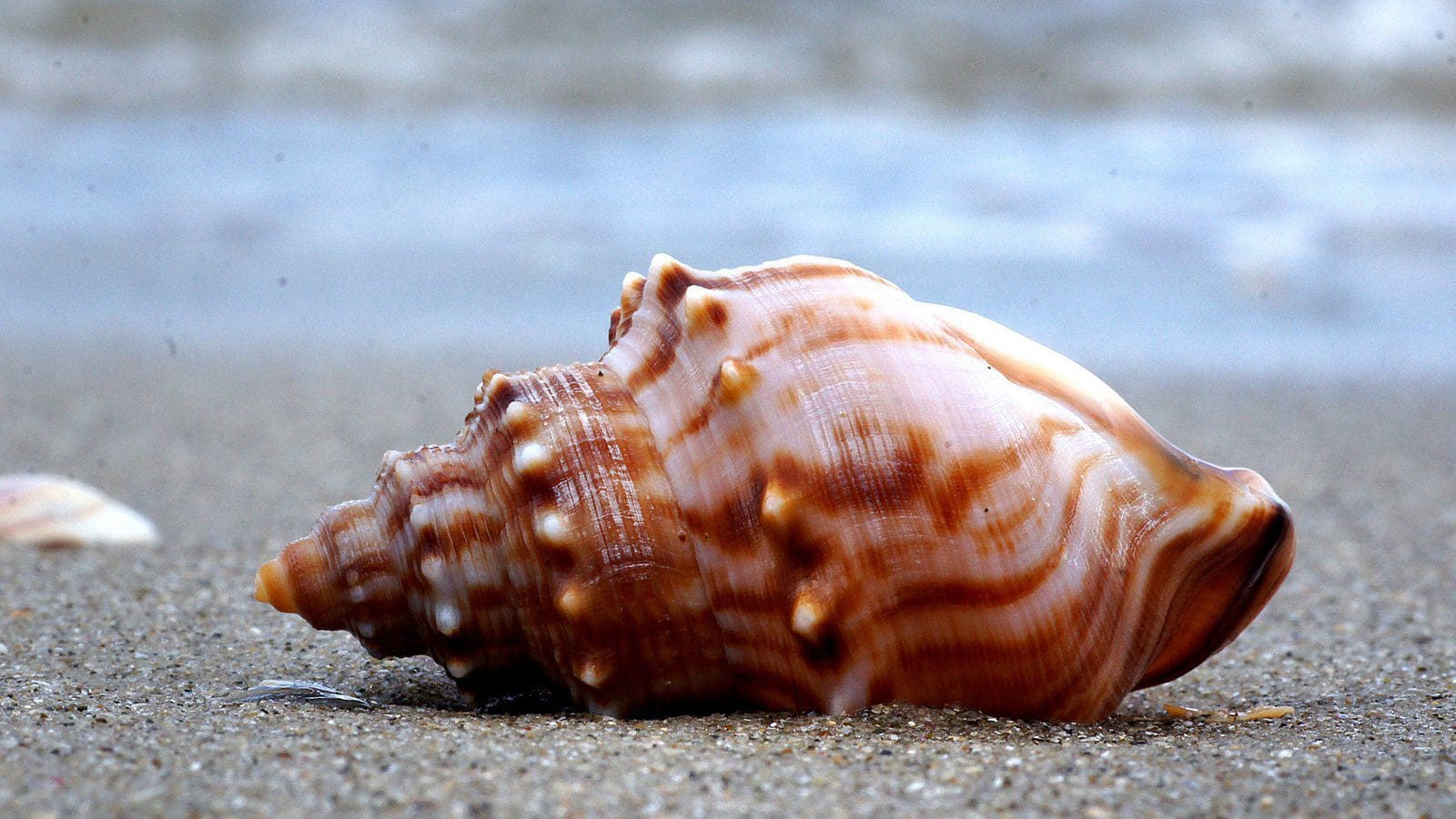 Marine Snails: Species and Their Importance in Food. - Seafood Peddler