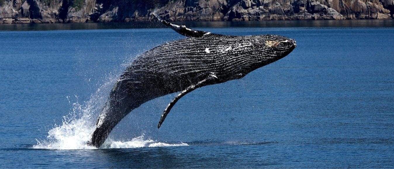 Why do humpback whales perform acrobatics in the water? - Seafood Peddler
