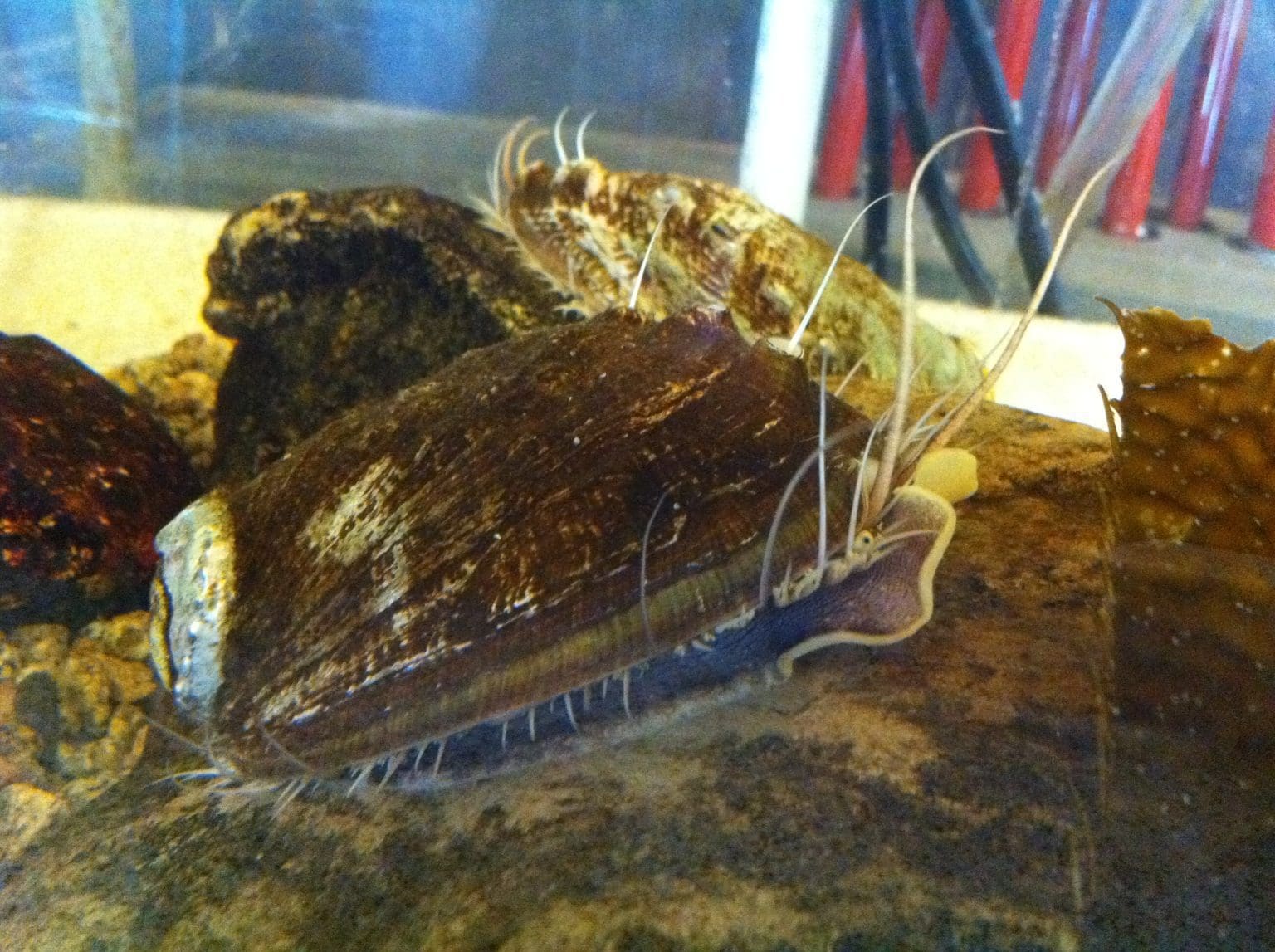 Marine Snails: Species and Their Importance in Food. - Seafood Peddler