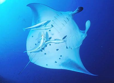How do manta rays feed in the ocean?. - Seafood Peddler