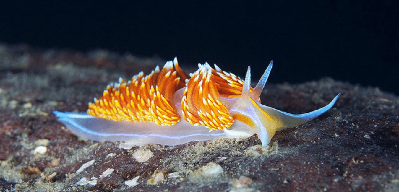 Marine Snails: Species and Their Importance in Food. - Seafood Peddler