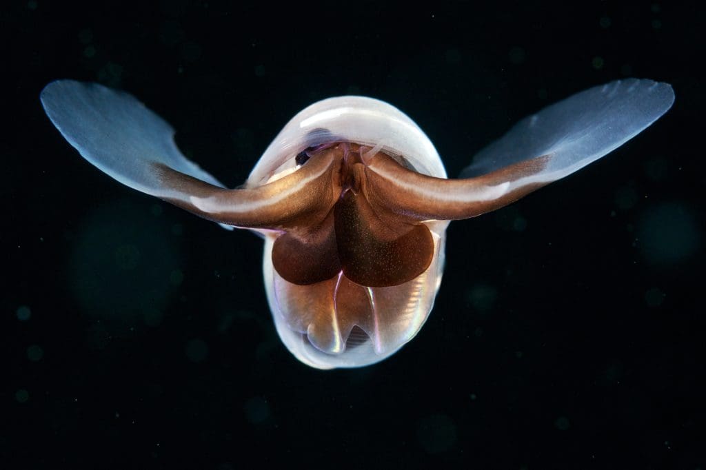 Marine Snails: Species and Their Importance in Food. - Seafood Peddler