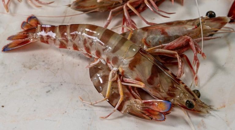 The Langostinos: Learn about Their Life Cycle, Fishing, and Culinary ...