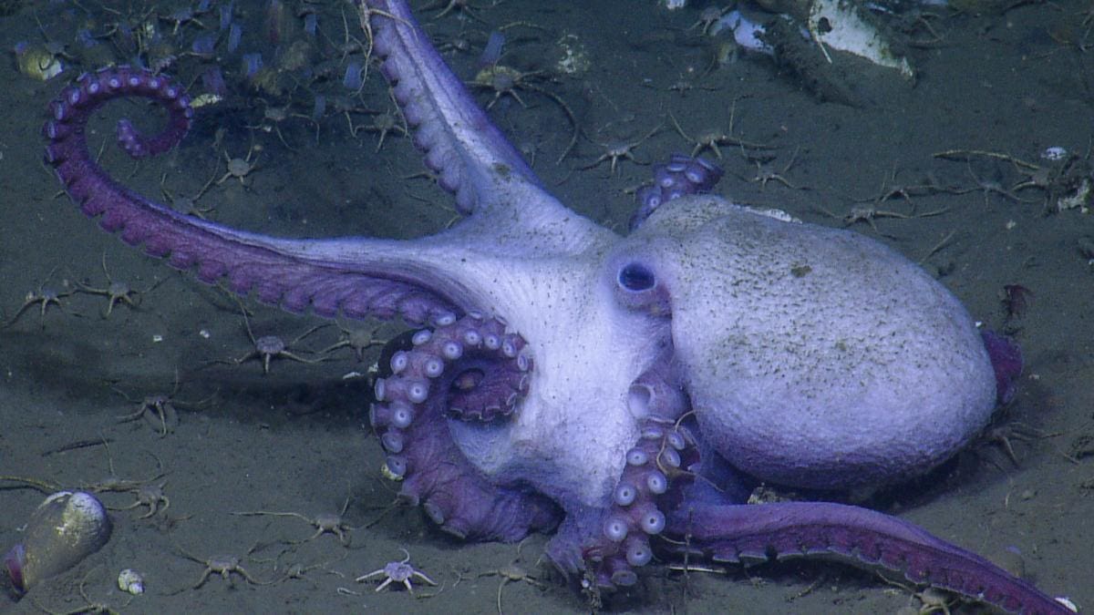Why can octopuses change color? - Seafood Peddler