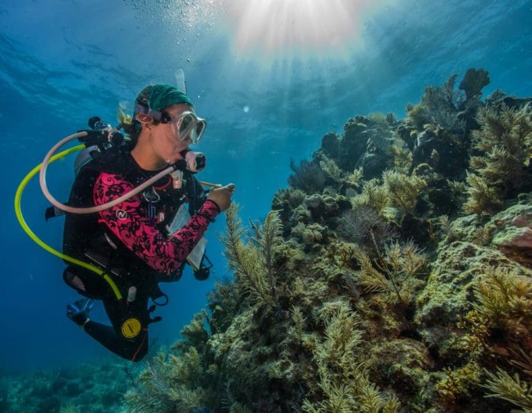 What is the process of coral reef formation? - Seafood Peddler