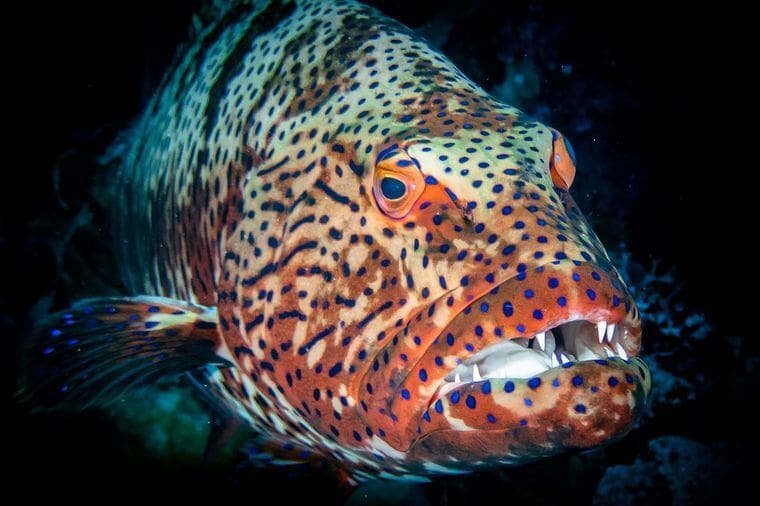 Grouper: Discover its large size and its importance in fishing ...