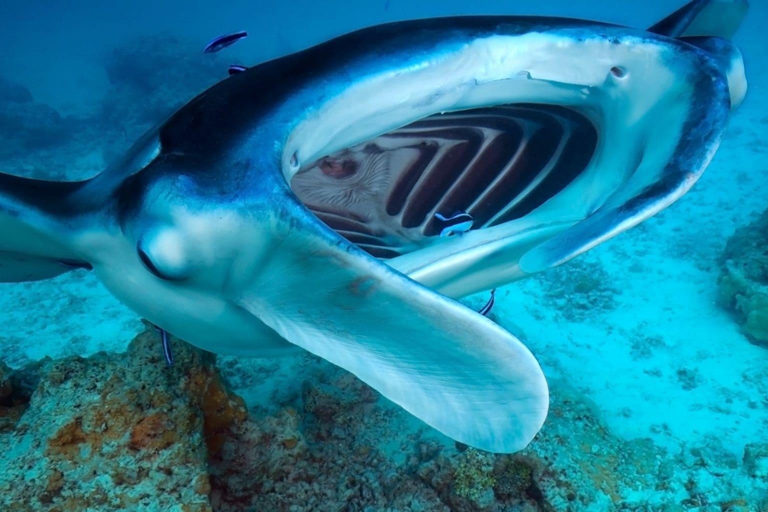 How do manta rays feed in the ocean?. - Seafood Peddler