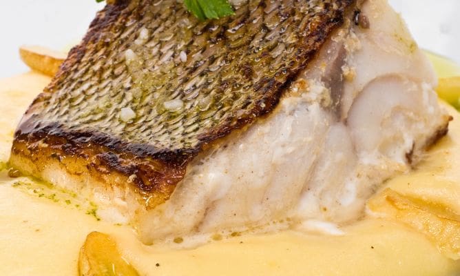 Grouper: Discover its large size and its importance in fishing ...