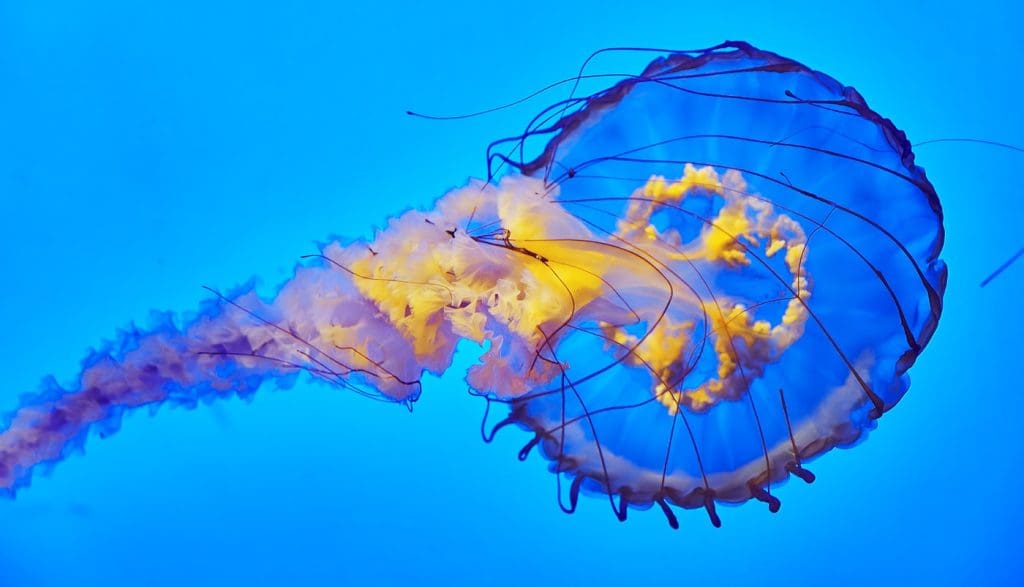 Why do jellyfish have venomous tentacles?. - Seafood Peddler