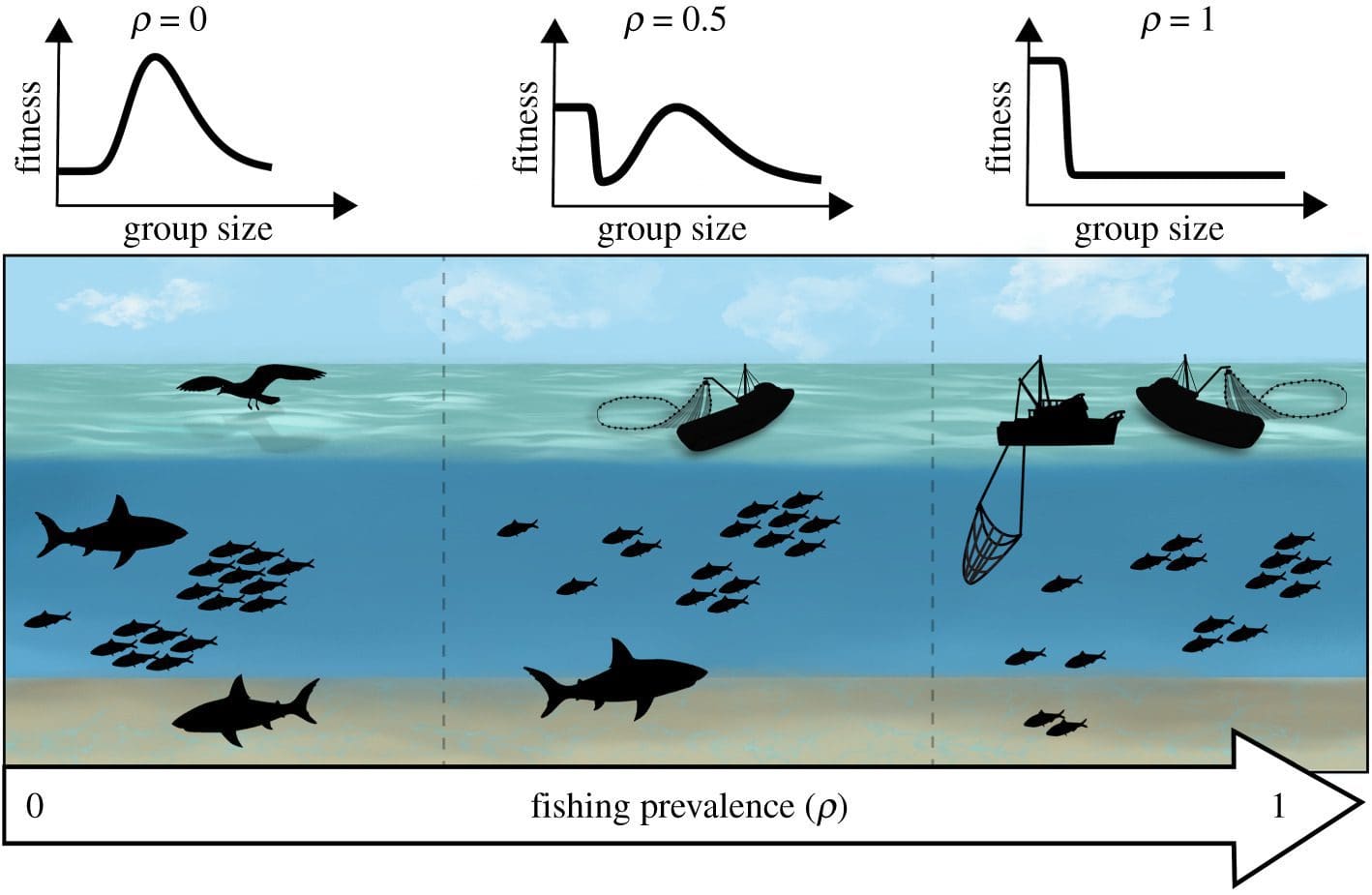 How are fish schools formed and how do they move in synchrony ...