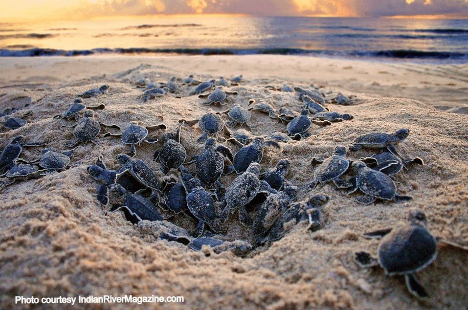 When and where does the nesting of sea turtles occur? - Seafood Peddler