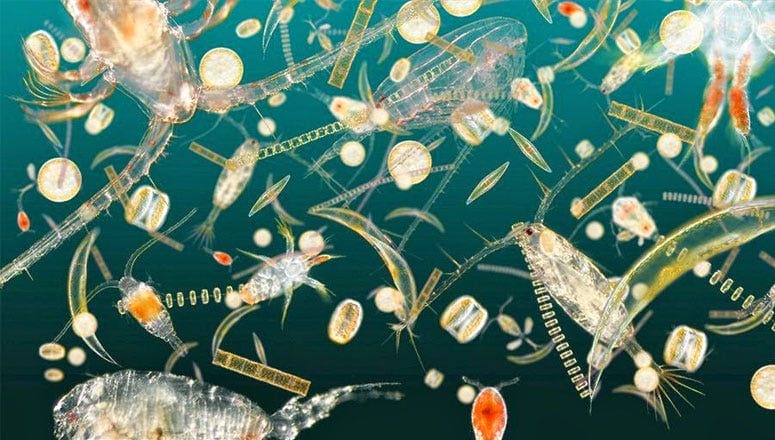 The Plankton: The Smallest Beings with the Greatest Impact. - Seafood ...