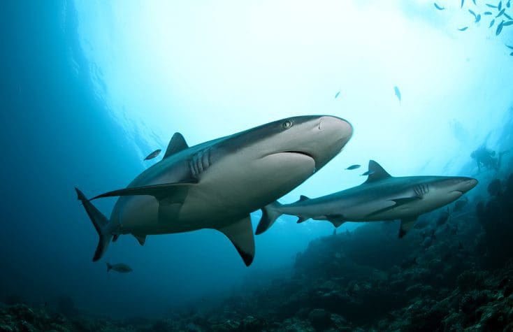 Sharks: Enigmatic Predators. - Seafood Peddler