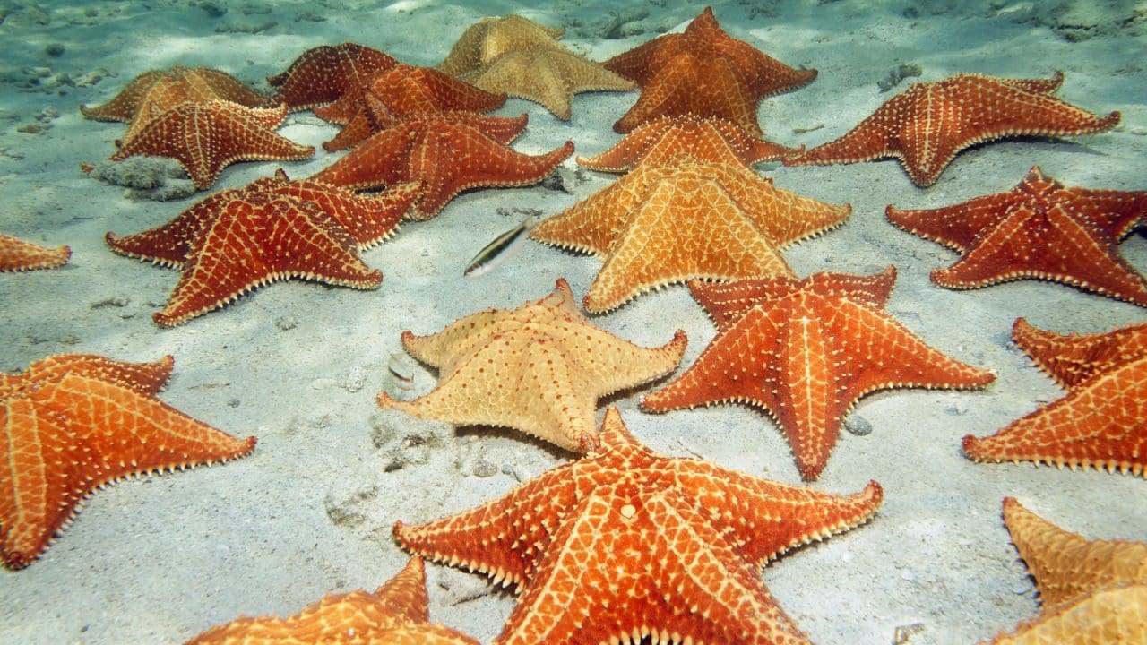 The incredible regenerative ability of starfish. - Seafood Peddler
