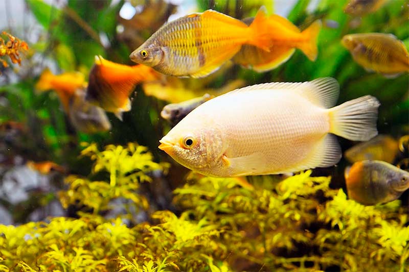 How many different species of fish exist in the oceans? - Seafood Peddler