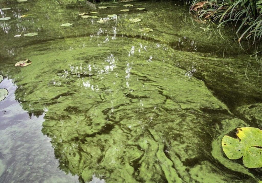 What is the function of marine algae in the ecosystem? - Seafood Peddler