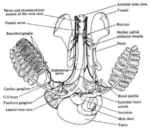 The Curious Anatomy of Octopuses. - Seafood Peddler