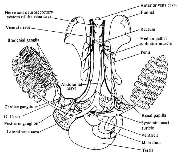 The Curious Anatomy of Octopuses. - Seafood Peddler