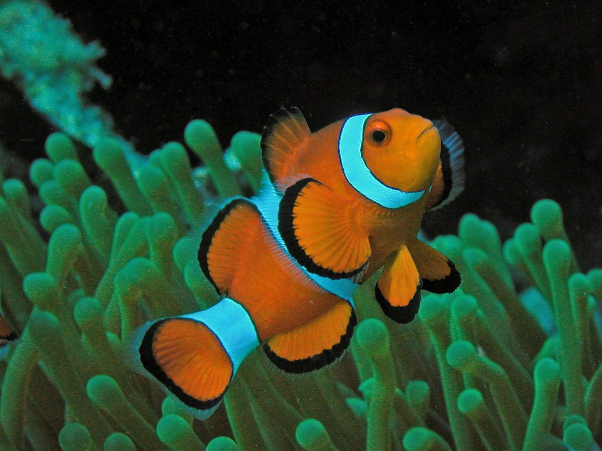 how do clownfish protect themselves in coral reefs? - Seafood Peddler