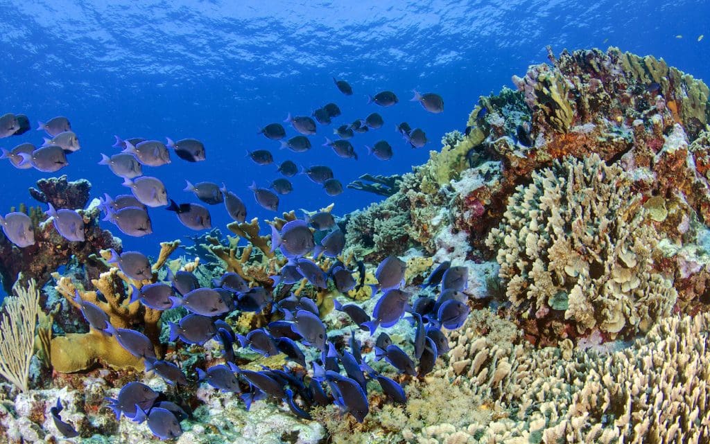 What is the process of coral reef formation? - Seafood Peddler