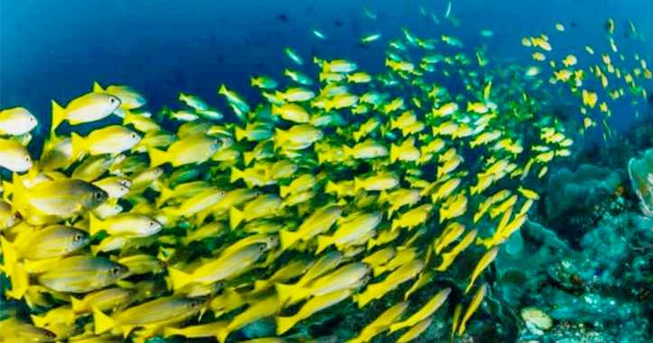 What is the average lifespan of a fish in the ocean? - Seafood Peddler