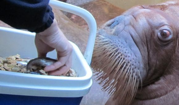 What is the difference between a seal and a walrus? - Seafood Peddler