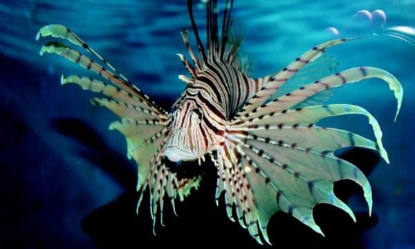 What is the most venomous marine animal in the world? - Seafood Peddler